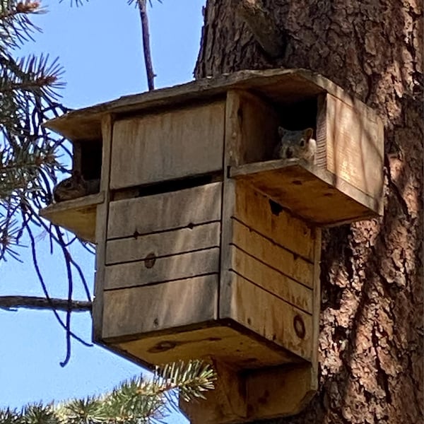 Squirrel Nest Box, Build It Yourself Squirrel House Kit, DIY Gray ...