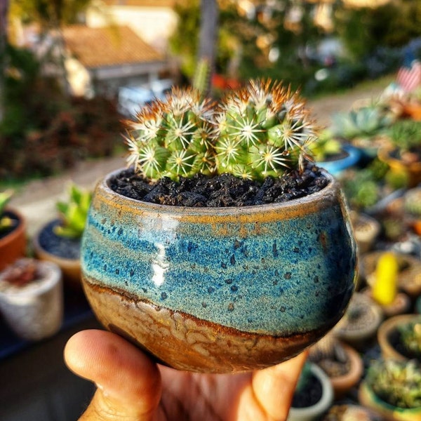 Ocean Coral Succulent Planters - Small Pottery Planter - Mini Succulent ...