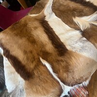 Dyed Red African Springbok Skin African SPRINGBOK Skin African Antelope ...