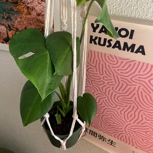 6 Ficus Lyrata Fiddle Leaf Fig LIVE PLANT Growers Pot House Plant ...