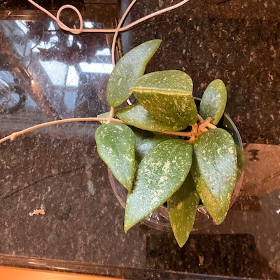 Hoya Kalimantan UT-158 in 4.5pots Rare Hoya Wax Plant Veined Attractive ...