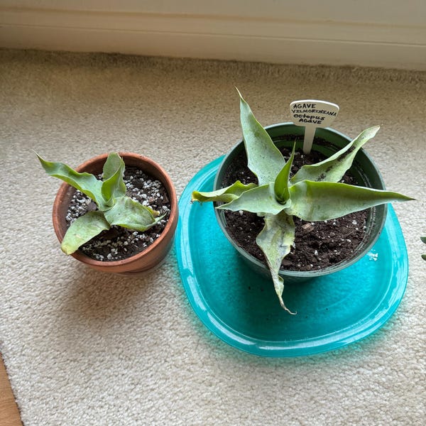Agave Vilmoriniana, Octopus Agave, Untoothed Arching and Twisting ...