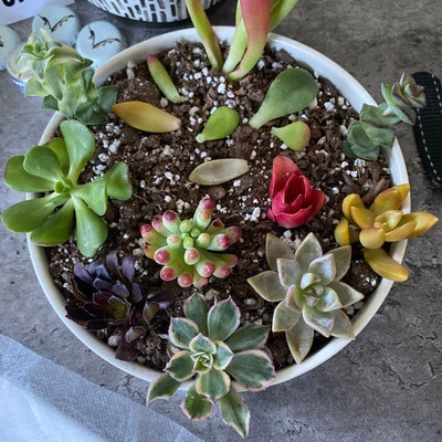 Beautiful Mini Rosette Succulents - Etsy
