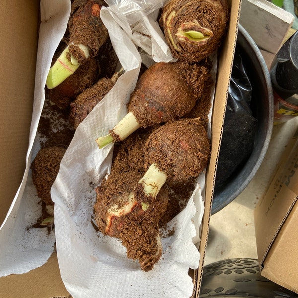 2 Amaryllis Vittata Bulbs FW95210-105 - Etsy