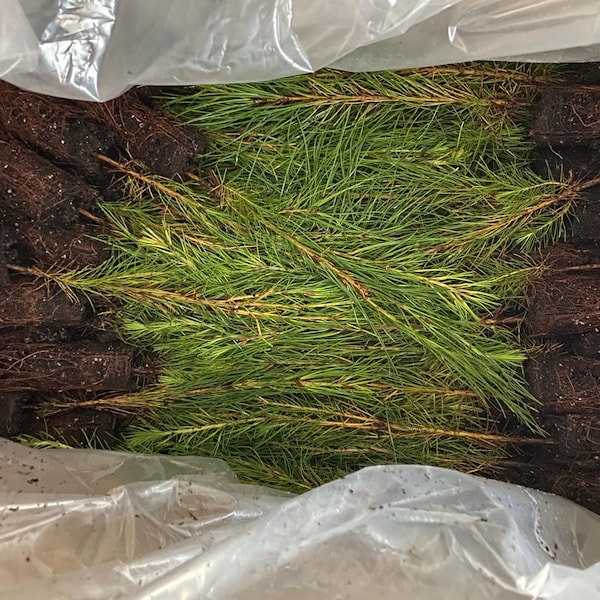 20 Loblolly Pine Tree Seedling Plugs Fast Growing Easy Planting - Etsy