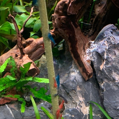 5 Indian Almond Leaves Nano, 5 Filao Cones & 10 Alder Cones Package for ...