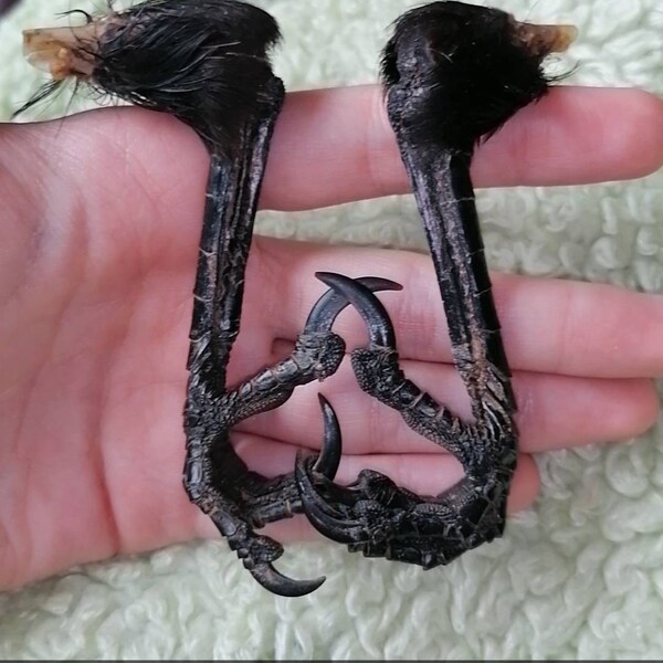 Real Crow Skull Wings Tail Feet Real Natural Carrion Rook Feathers ...