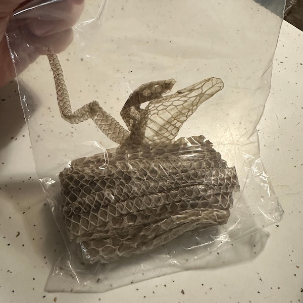 Authentic Boa Constrictor Snake Shed 59-78 In| Perfect for Art, Rituals ...