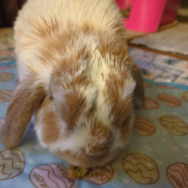 Gourmet Mini Donut Treats for Rabbits | Quality Treats for Rabbits ...