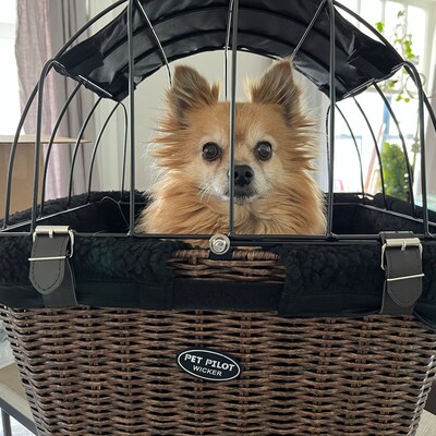 Bike Basket for Cat Cat Basket for Bike Wicker Basket Bike Accessory ...