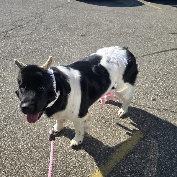 Udderly Adorable Cow Udder Dog Costume! Horn “hat” Also Available ...