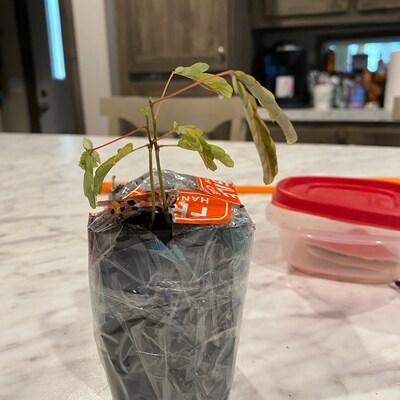 Chisos Red Oak Tree Seedling Well Established Roots Weeping Leaves ...