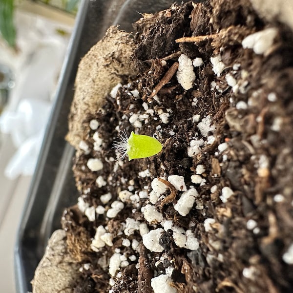 Hildewintera Colademononis - Monkey Tail Cactus Seeds - Super Furry ...