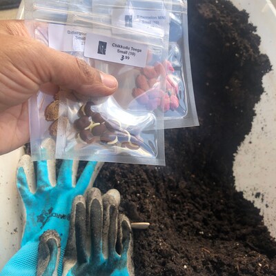 Bharta Baingan Seeds From Punjab India - Etsy