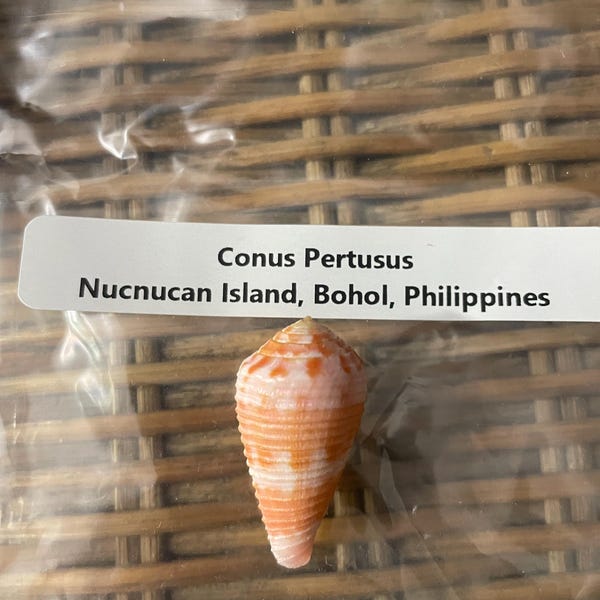 Whale Shark Eye Moon Snail Shell Polinices Didyma~1"-1-1/2"- (5 Shells ...