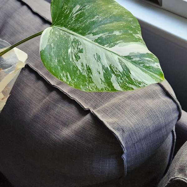 Copper Electroformed Sycamore Leaf. Copper Plated Leaf. Turning Real ...