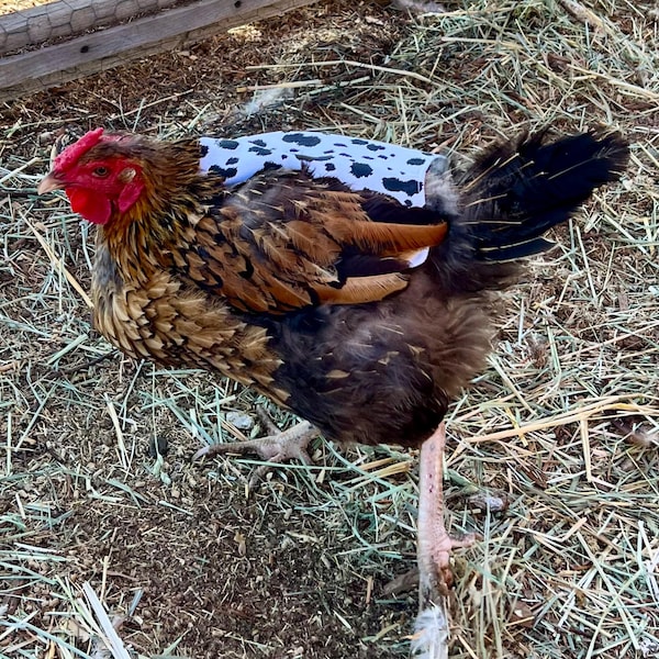 Buy 3 Get 1 FREE ! Chicken Saddles | Chicken Jackets | Hen Apron ...