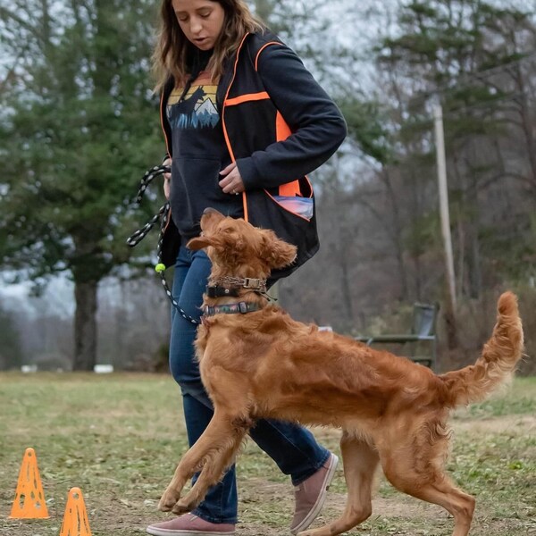 AKC Scent Work Kit - Etsy