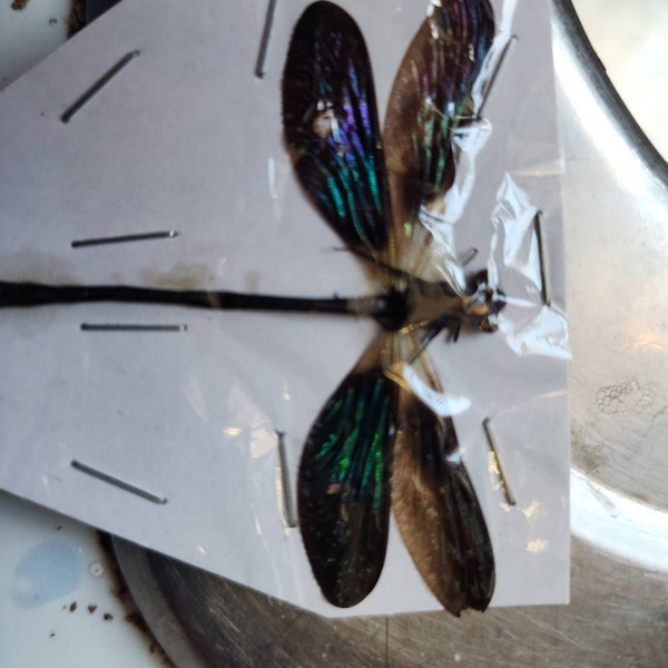 Euphaea Variegata, Teal and Violet Glittering Damselfly, Real Dragonfly ...