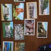 Old Postcards Unused - Assortment of Random Vintage Post Cards From ...