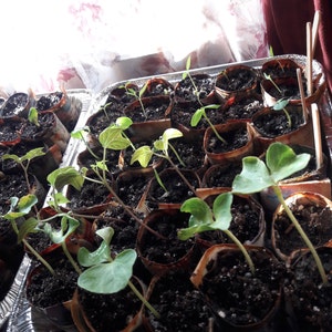 Jewels of Opar ''limon'' Limon Talinum - Etsy