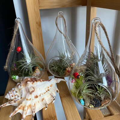 1 to 6 Pieces Spiny Conch Murex Seashells Shells 3 to 4 1/4 Inch 8 to ...