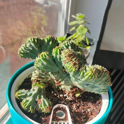 Exact Terscheckii Cactus Plant, Fully Rooted, Columnar Type Cactus ...