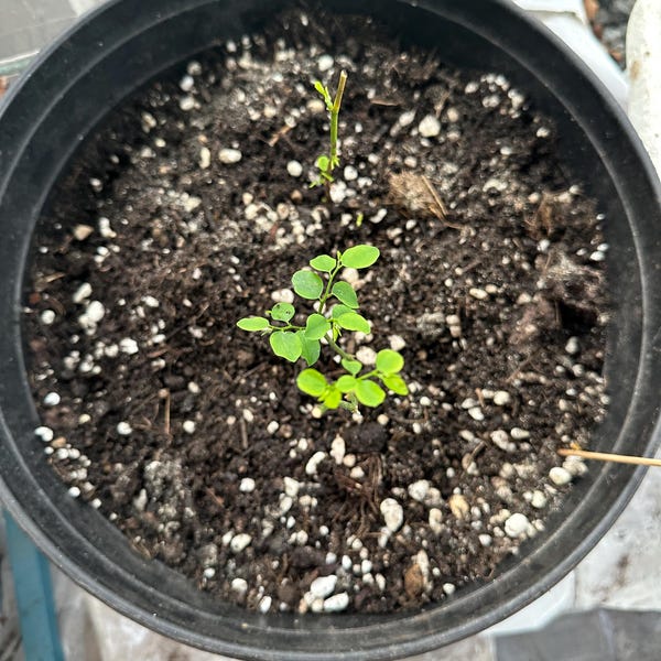 Pitiona, Oaxaca Lemon Verbena, Juanilama, Lippia Alba, 1 Live Plant 2.5 ...