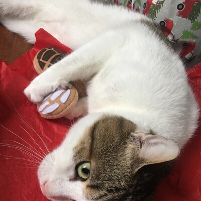 Concha Bread Cat Toys Organic Catnip Toys, Pan Dulce Concha Catnip Cat ...