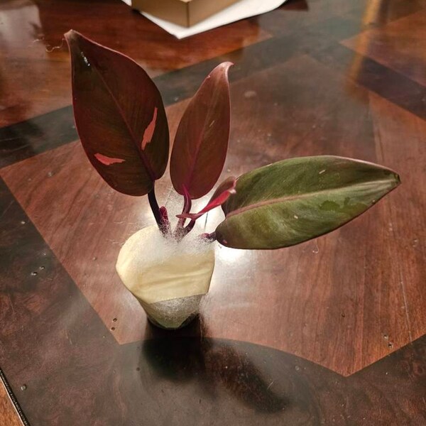 Hoya Mathilde Super Splash - Etsy