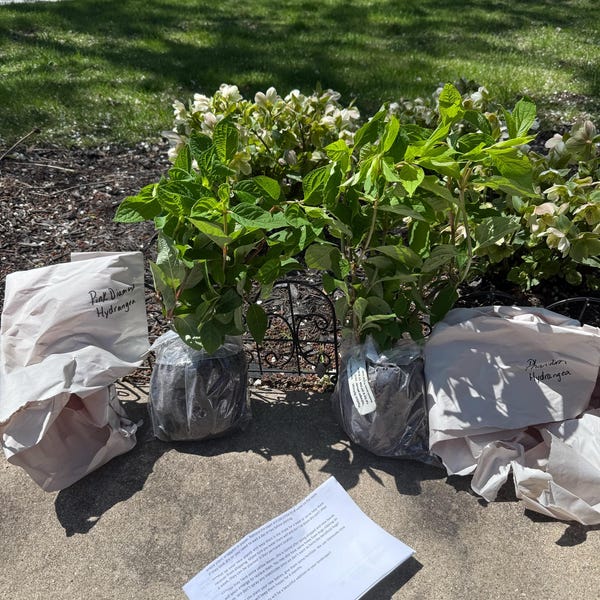 Viburnum Plicatum 'popcorn' Live Plant Perennial Shrub White Snowball ...