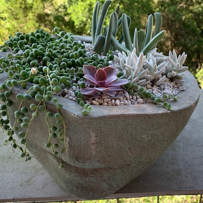 Pumice Substrate Ingredient for Succulent Cactus Bonsai Soil Mix ...