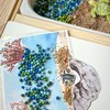 Seashell Unit Study, Ocean Study Unit, Seashell 3 Part Flashcards ...
