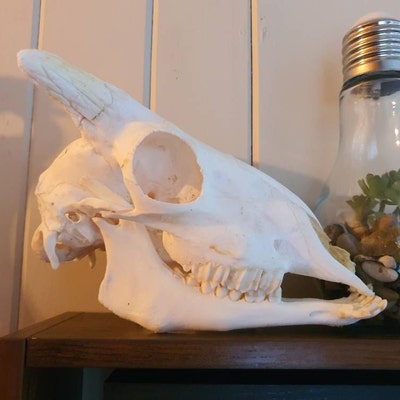 1pcs Domestic Ram Skull Sheep Skull Animal Skull Ovis Aries Short Small ...