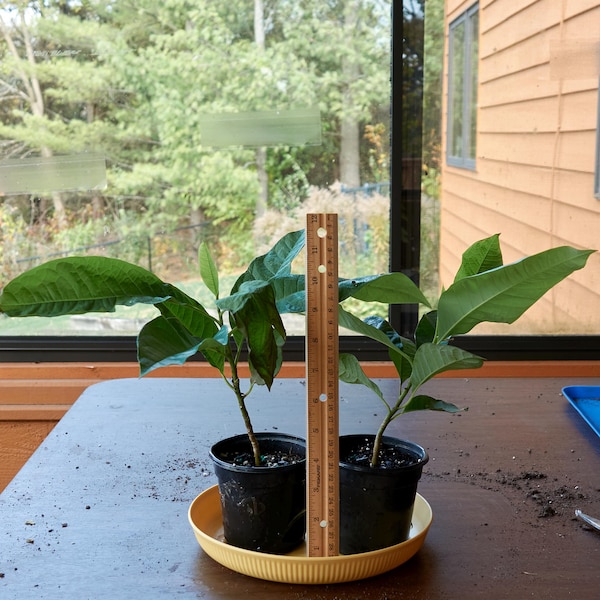 Yellow Flower, Magnolia Champaca, Michelia Champaca in 6" or 4" Pot ...