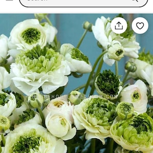 Ranunculus Tecolote Rose 10 Corms Vivid Pink Persian - Etsy