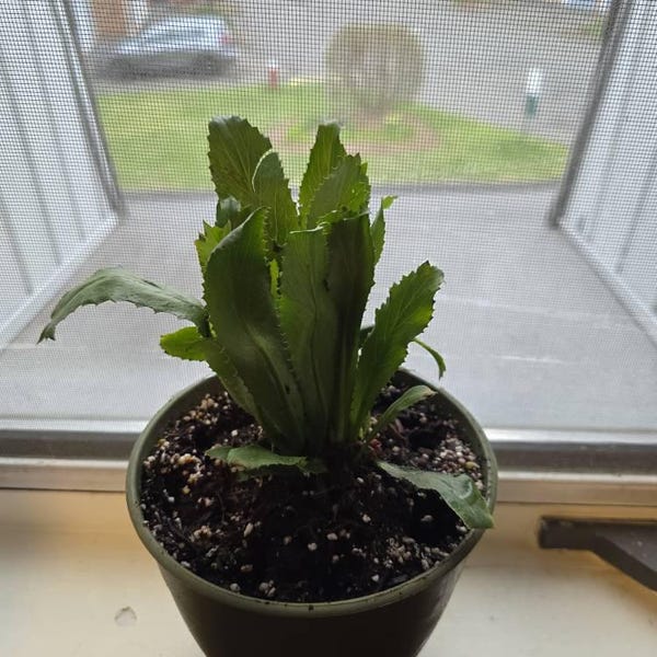 Buddha's Hand Lemon Grafted Plant Fingered Citron Fruit Tree Tropical ...