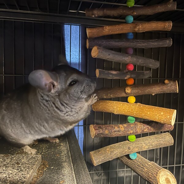 Ultimate Chew Toy Collection. Whimsy's Menagerie Original Design Chew ...