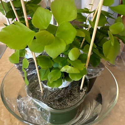 Vat Star Race African Violet Live Plant, Young Starter in a 4 Pot ...