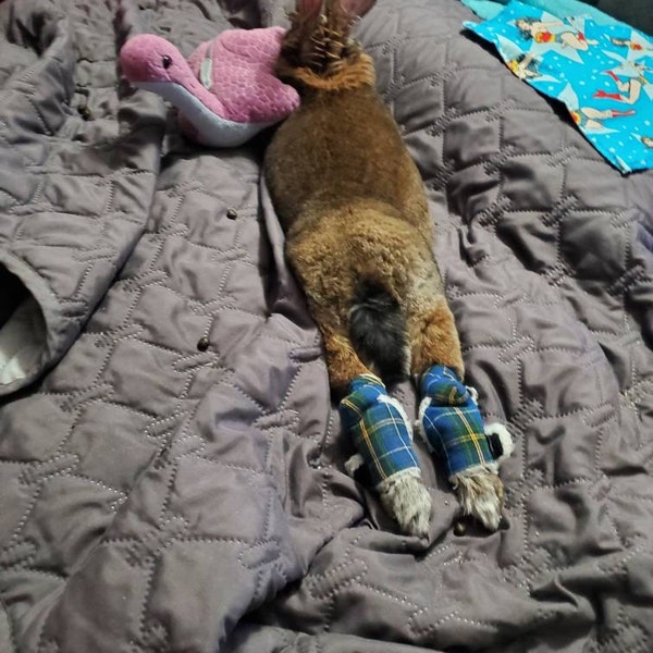 Size: Jumbo Rabbit Hock Socks 2-way Straps - Etsy