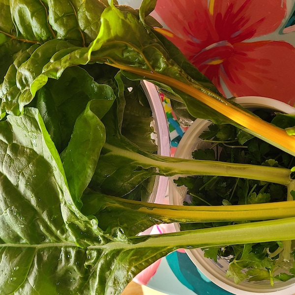 Lettuce Ruby Red Seeds, Deep Red Variety That is Excellent for ...