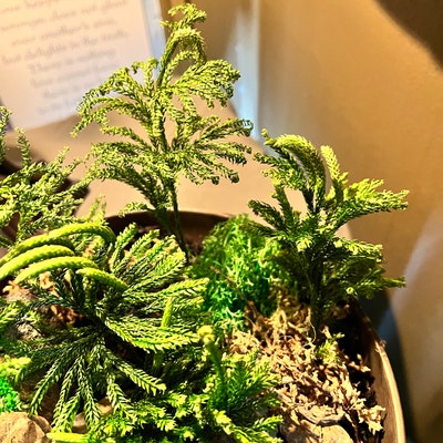 Princess Pine Clubmoss - Etsy
