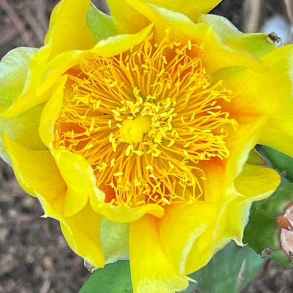 Electric Neon Pink Glitter Cardstock Paper,90lb Cardstock Paper ...