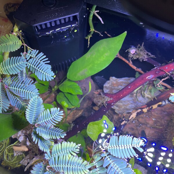 Sensitive Plant! (neptunia Aquatica)-easy Live Aquarium Pond Aquatic ...