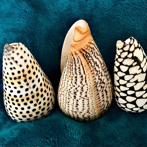 Medium Hebrew Cone Seashells Conus Ebraeus 5 Shells Approx. 1 Inches ...