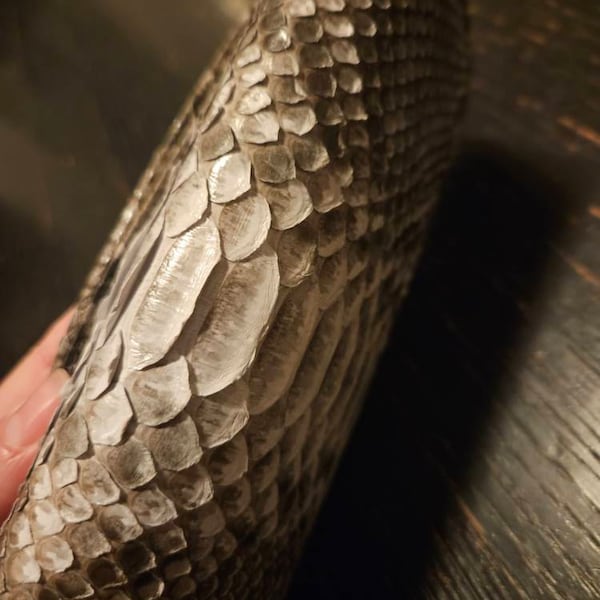 Genuine Real Cobra Snake Skin Leather and Head Belt Handmade - Etsy