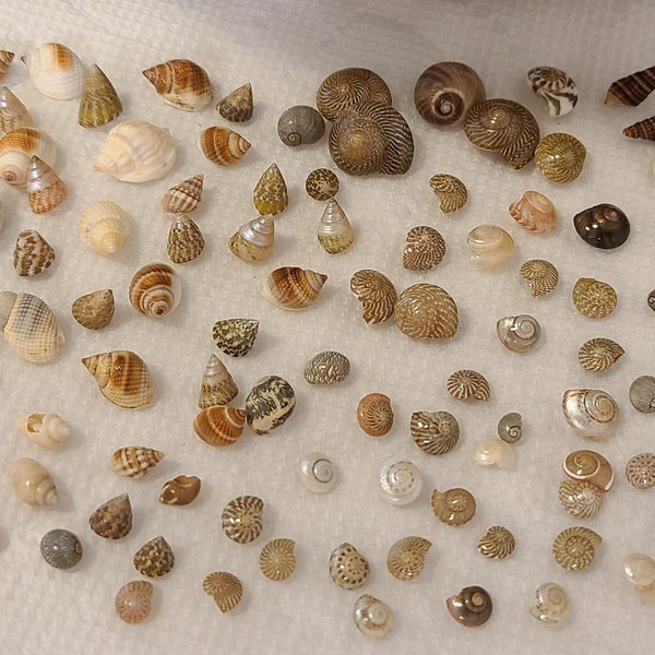 Shell Mix-1/4"-1" Tiny/small Shell Mix-craft Seashells-small Seashells ...