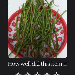 Anamu Guinea Hen Weedmucura Garlic Guinea Weed Petiveria - Etsy