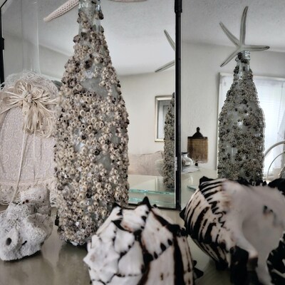 Large Specimen Grade 63.1mm CONUS Regius Royal, Crown Cone SEASHELL JB ...