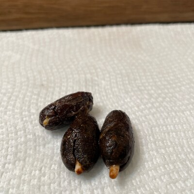 Varied Lot of 5/10/20/50 Red Ti Plant Cordyline Terminclis - Etsy